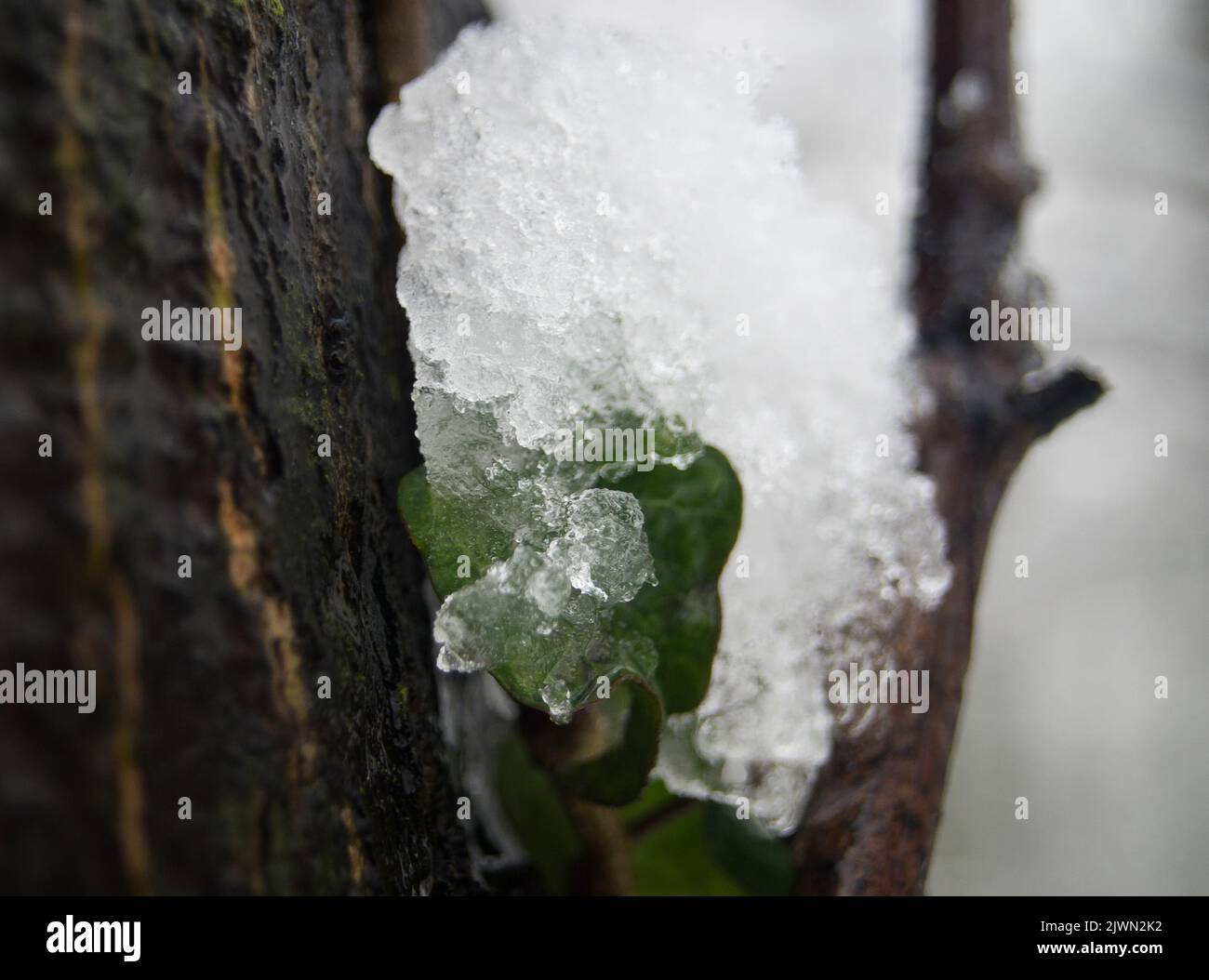 Fighting plant hi-res stock photography and images - Alamy