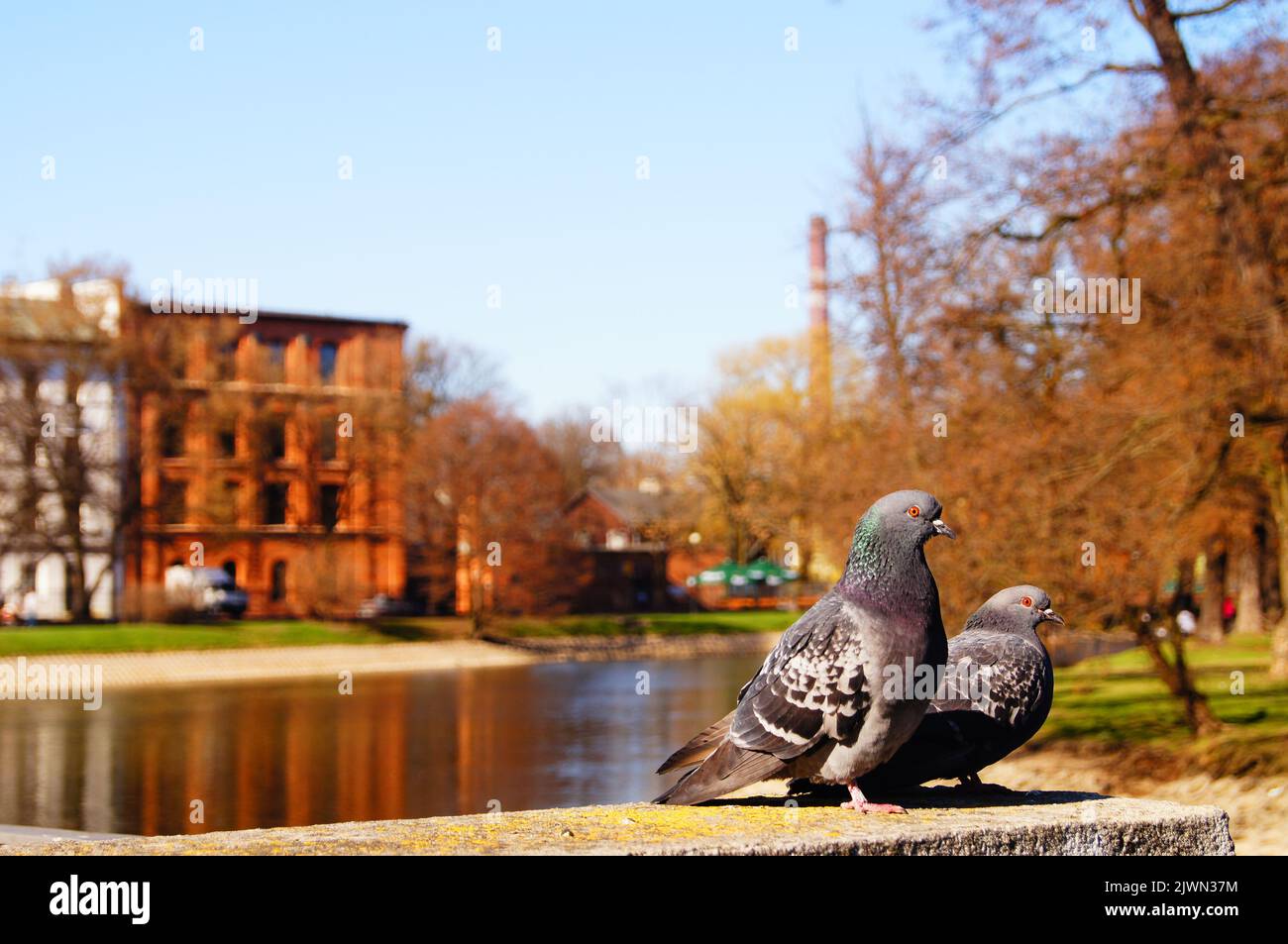 Pigeons in sun hi-res stock photography and images - Alamy