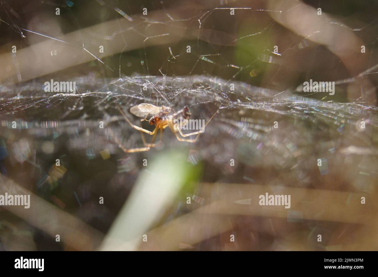 Spider have got it's prey Stock Photo - Alamy