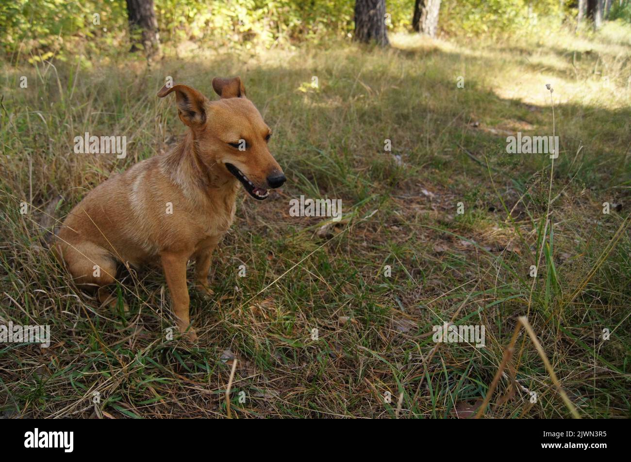 Dog having rest in the forest Stock Photo - Alamy