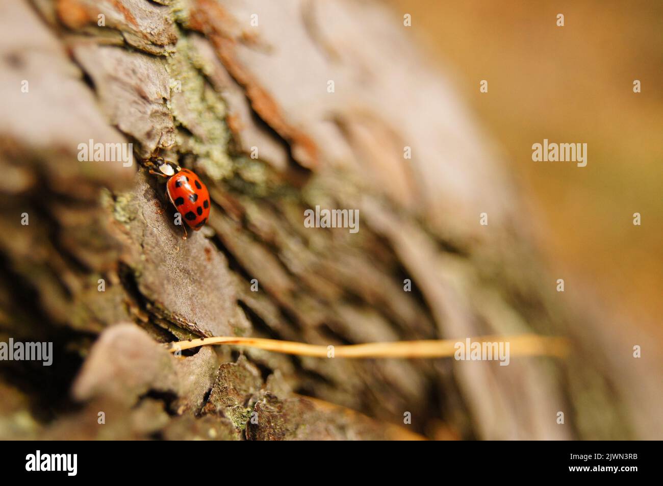 Ladybug ot tree hi-res stock photography and images - Alamy