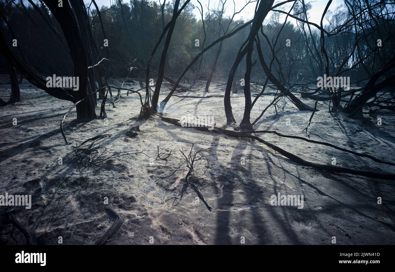 Burnt out bushland after a bush fire swept through the south west town ...