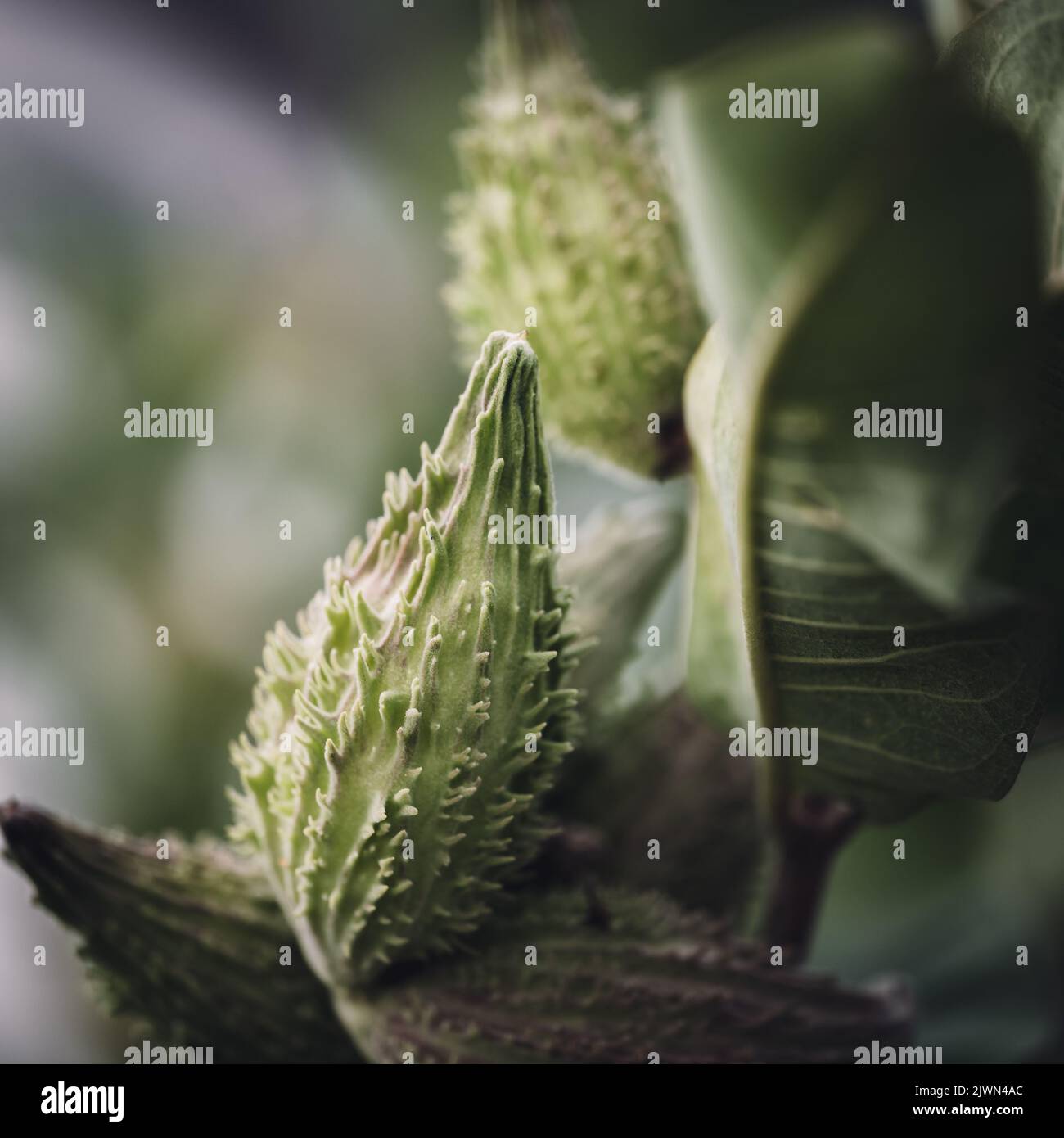 Growing follicle stage hi-res stock photography and images - Alamy