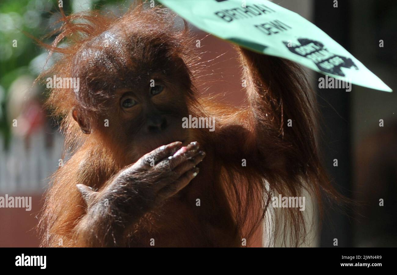 Sumatran Orangutan Dewi licks pavalova from her hands at Melbourne Zoo ...