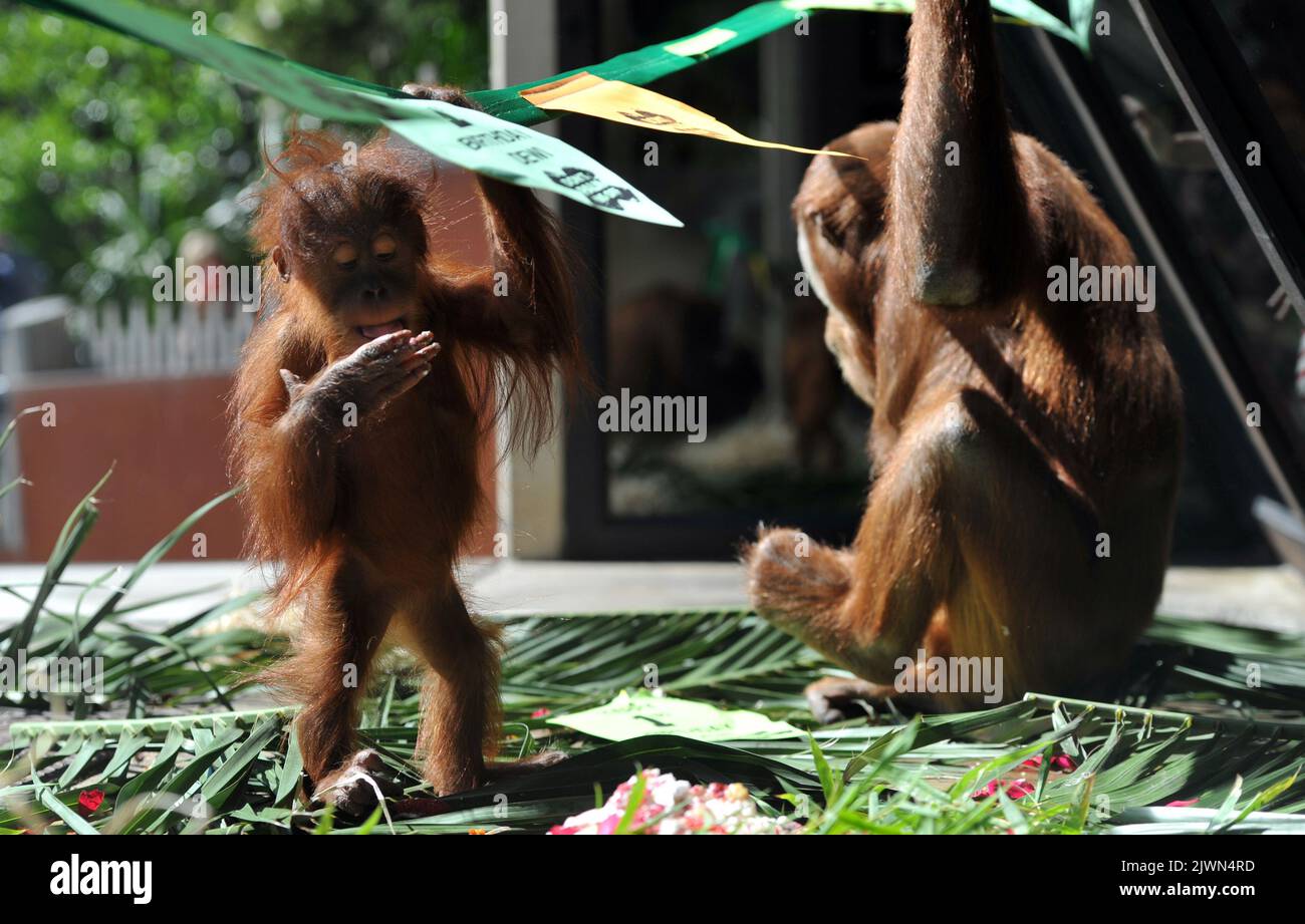 Sumatran Orangutan Dewi licks pavalova from her hands at Melbourne Zoo ...