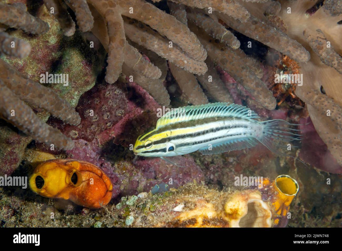 Striped fangblenny, Melacanthus grammistes, Raja Ampat Indonesia Stock ...