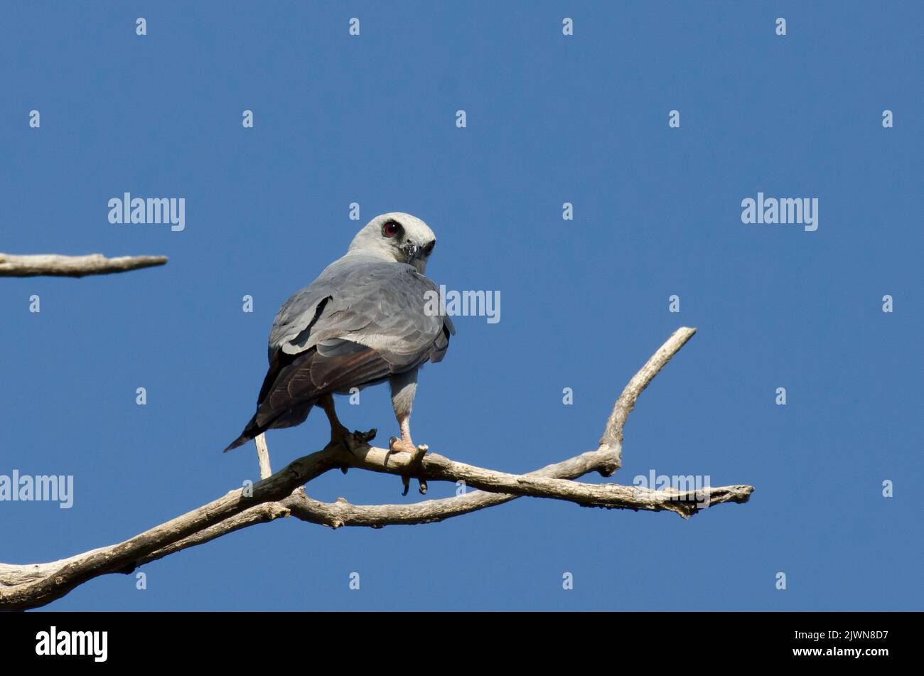 Predator kite bird hi-res stock photography and images - Alamy