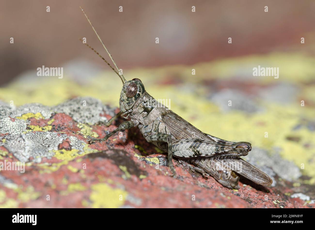 Grizzled Grasshopper, Melanoplus punctulatus Stock Photo - Alamy