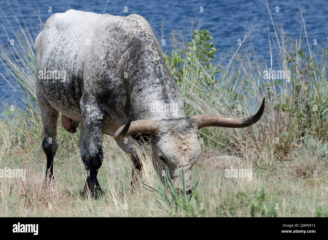 Longhorn eating hi-res stock photography and images - Alamy