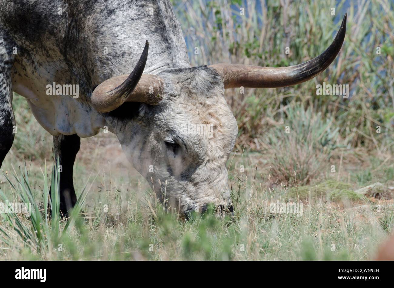 Texas Longhorn, Bos taurus taurus, bull foraging Stock Photo - Alamy