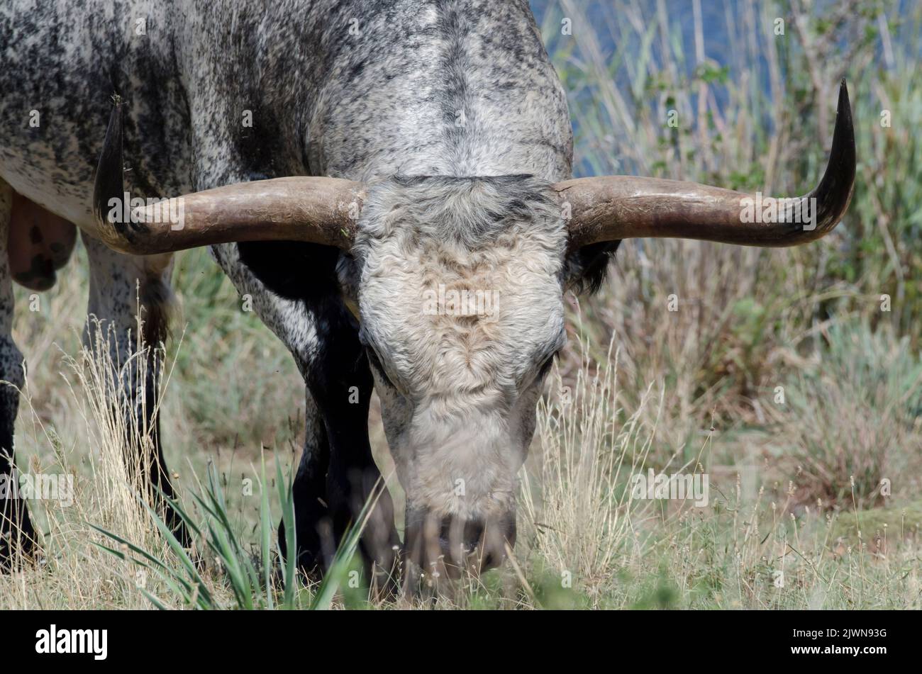 Texas Longhorn, Bos taurus taurus, bull foraging Stock Photo - Alamy