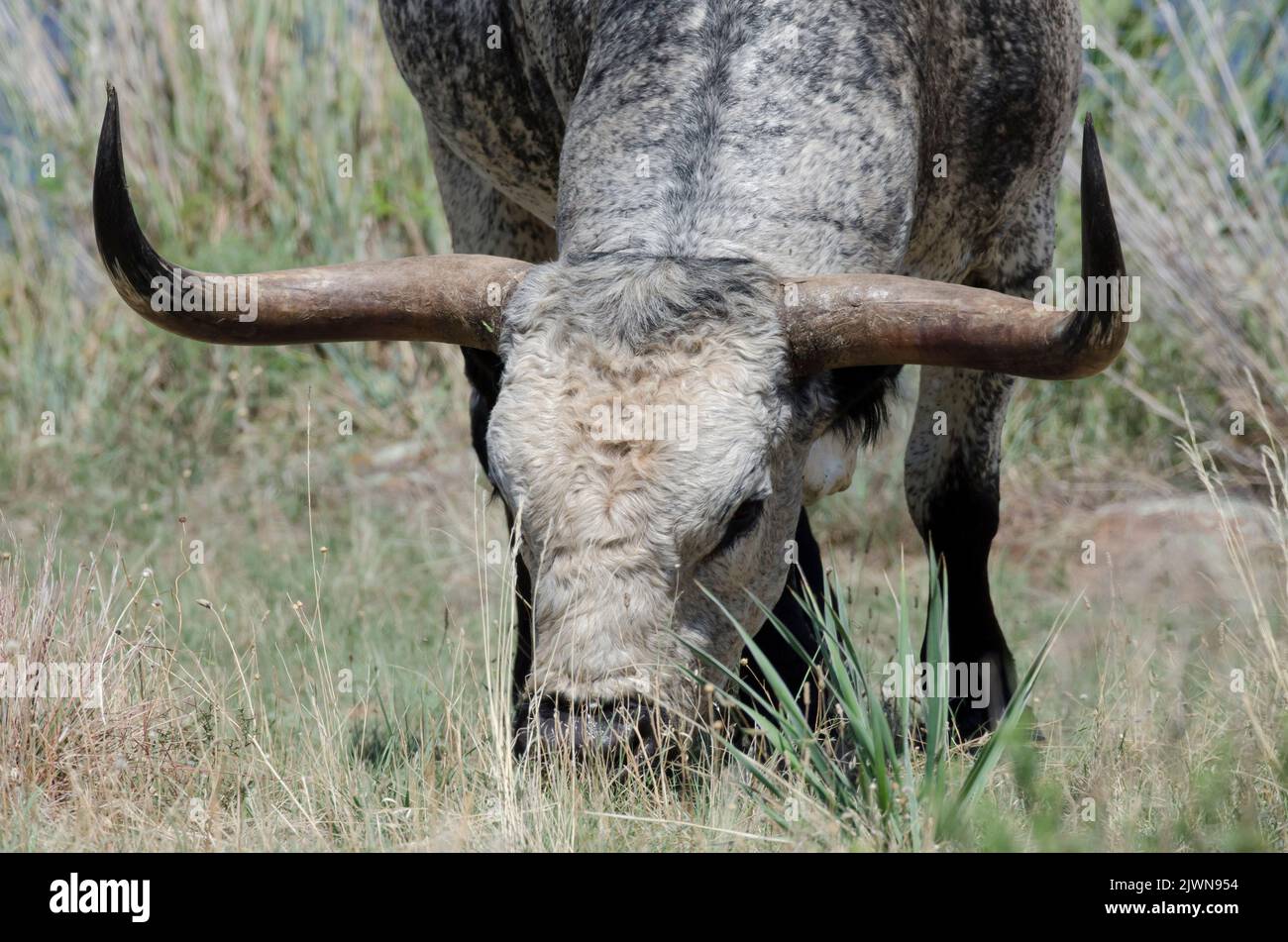 Texas Longhorn, Bos taurus taurus, bull foraging Stock Photo - Alamy