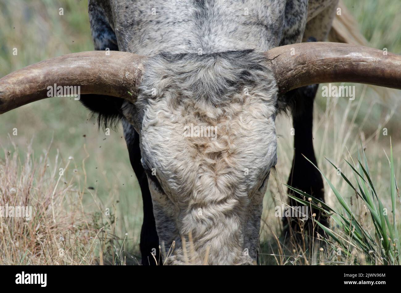 Texas Longhorn, Bos taurus taurus, bull foraging Stock Photo - Alamy