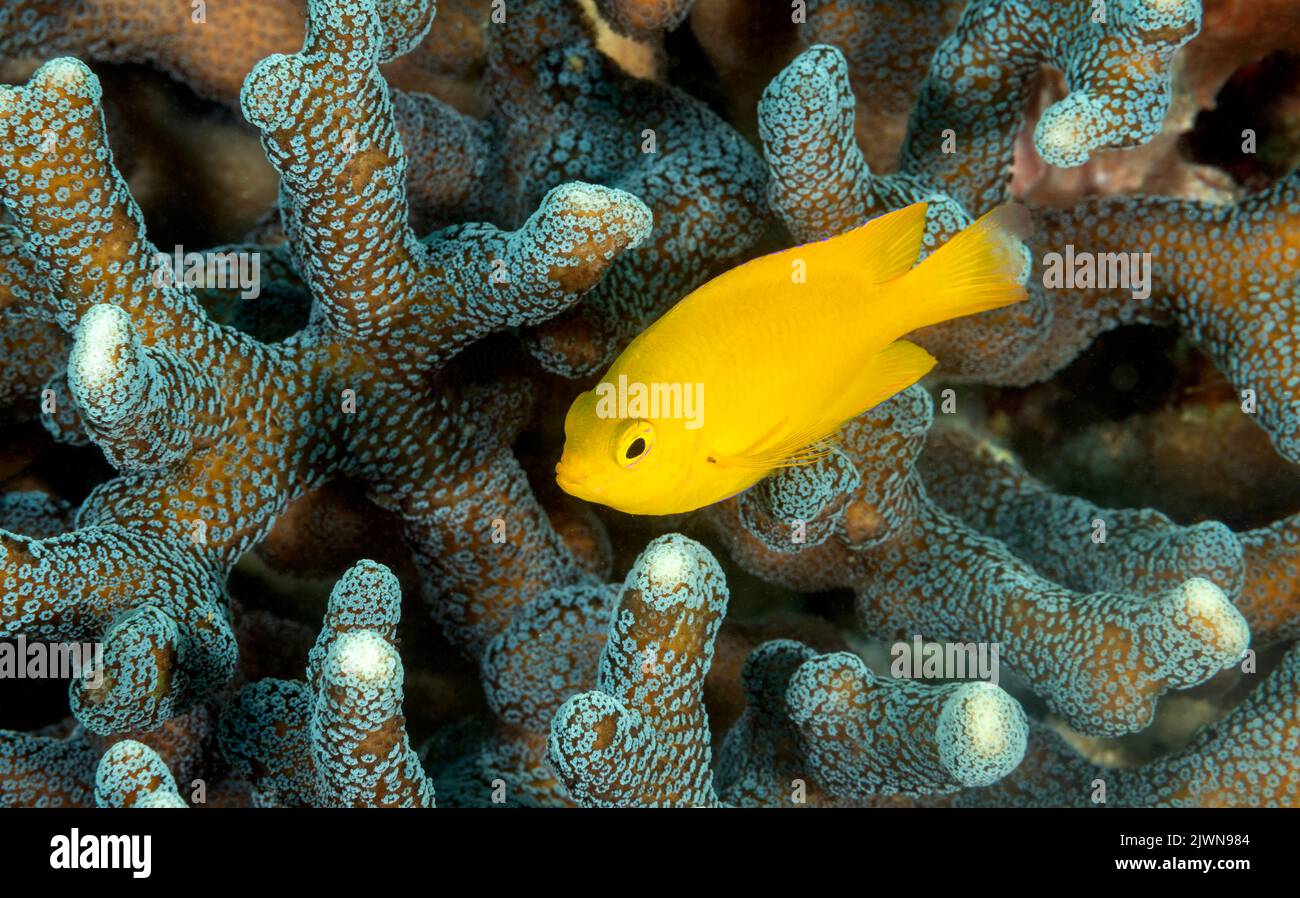 Lemon damsel, Pomacentrus moluccensis, Raja Ampat Indonesia Stock Photo ...