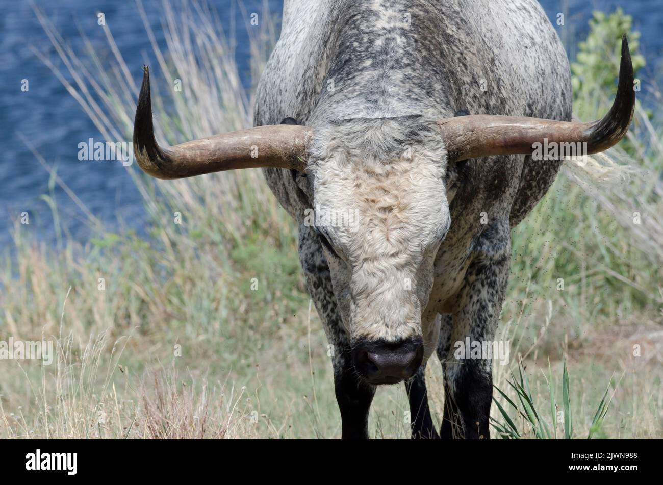 Texas Longhorn, Bos taurus taurus, bull Stock Photo - Alamy