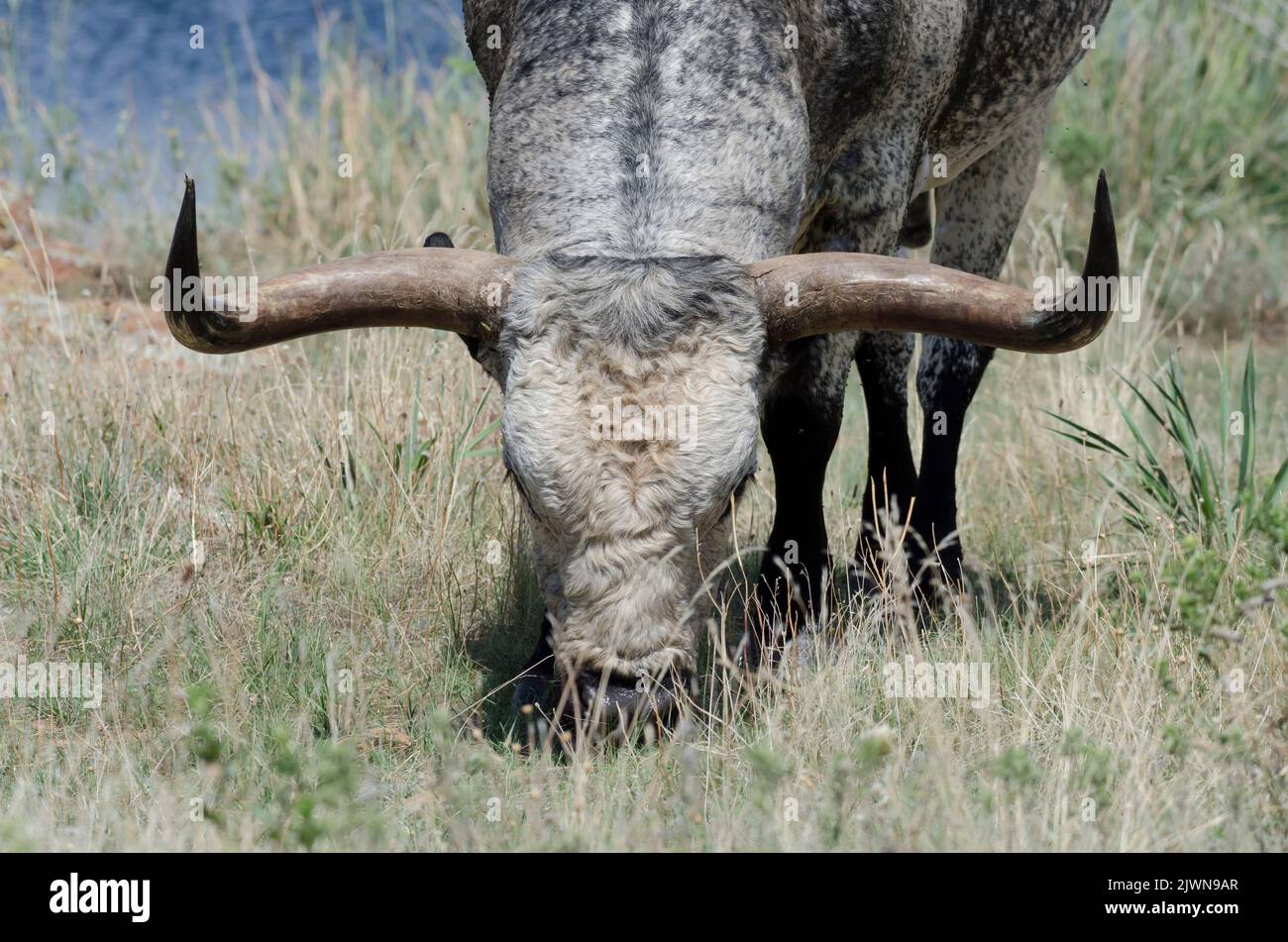 Texas Longhorn, Bos taurus taurus, bull foraging Stock Photo - Alamy