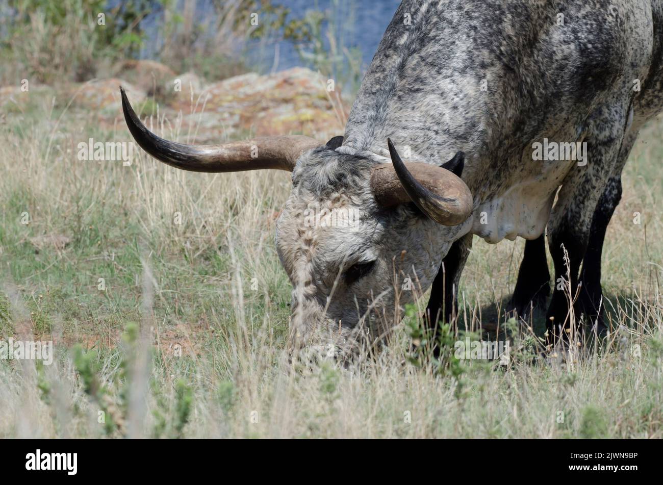 Texas Longhorn, Bos taurus taurus, bull foraging Stock Photo - Alamy