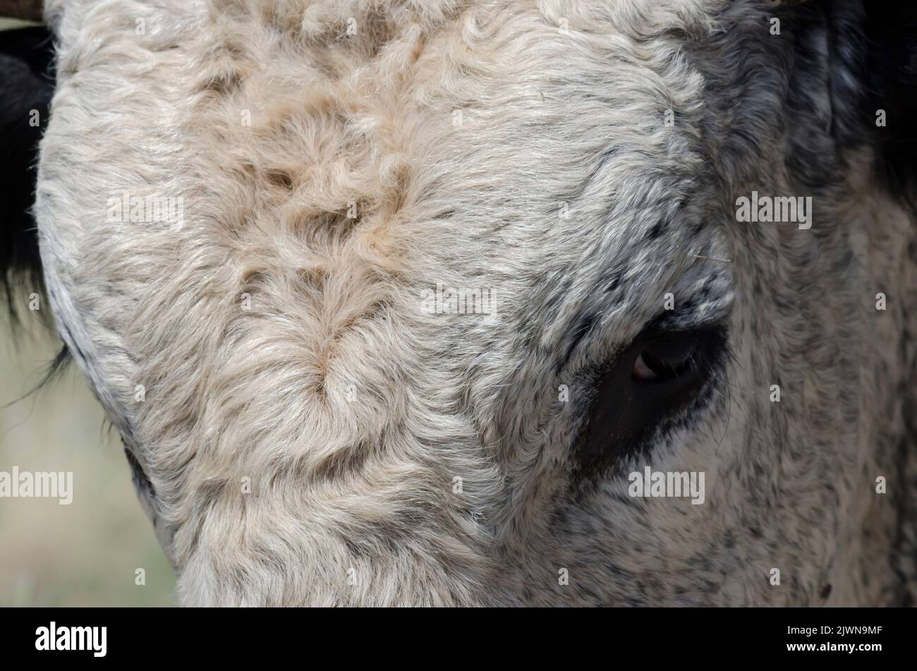 Texas Longhorn, Bos taurus taurus, bull eye Stock Photo - Alamy