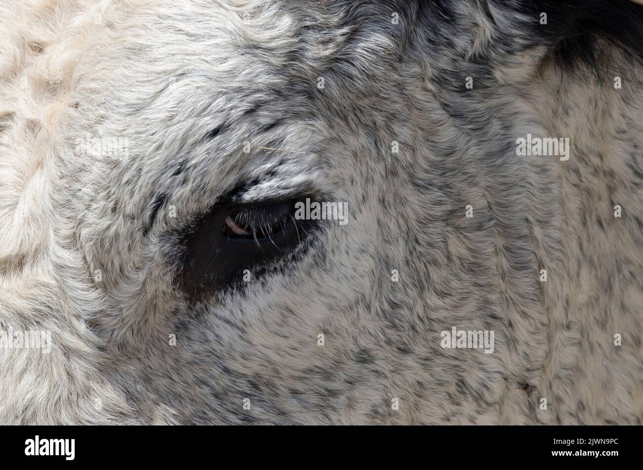 Texas Longhorn, Bos taurus taurus, bull eye Stock Photo - Alamy