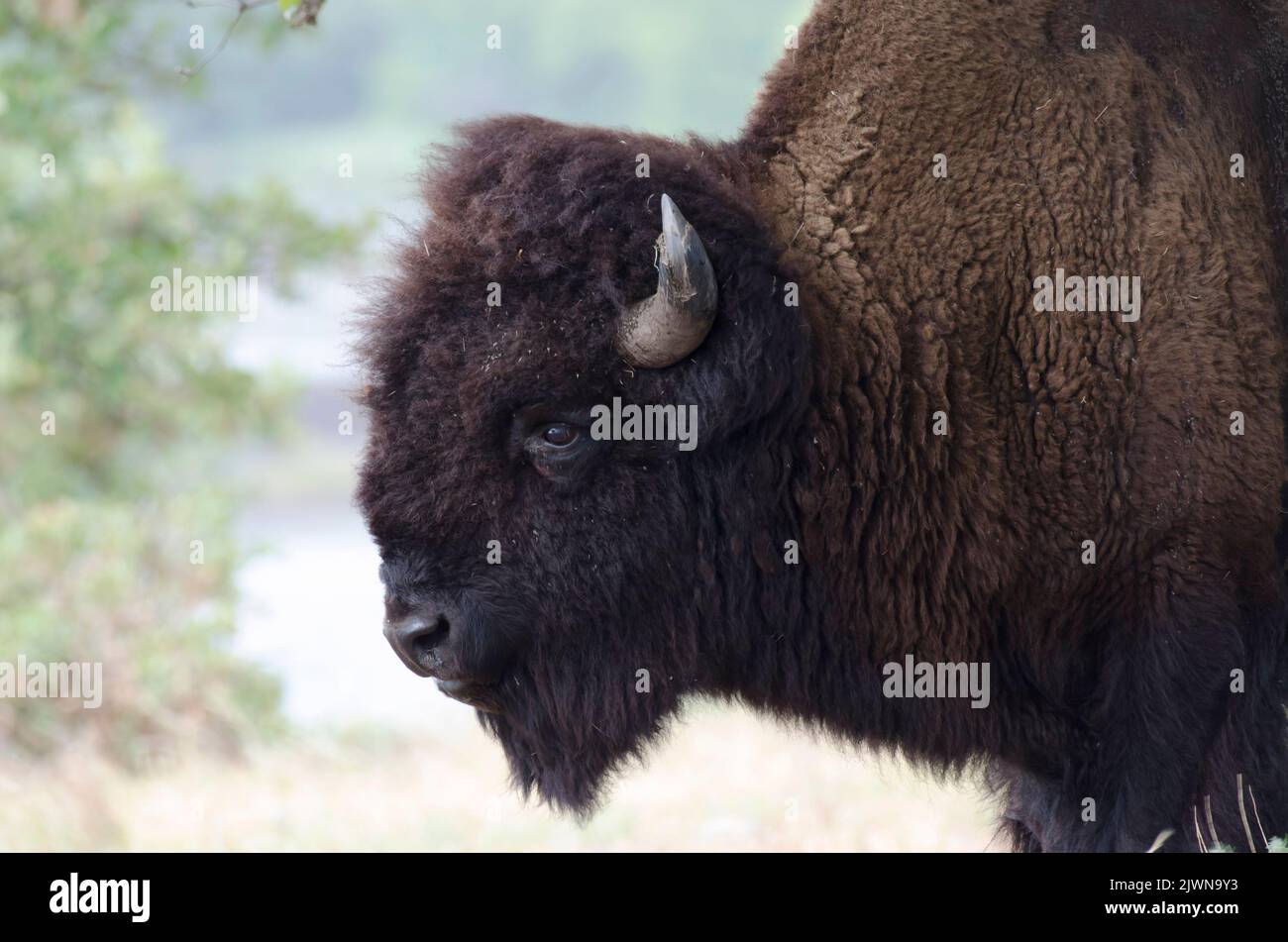 American Bison, Bison bison, bull Stock Photo - Alamy