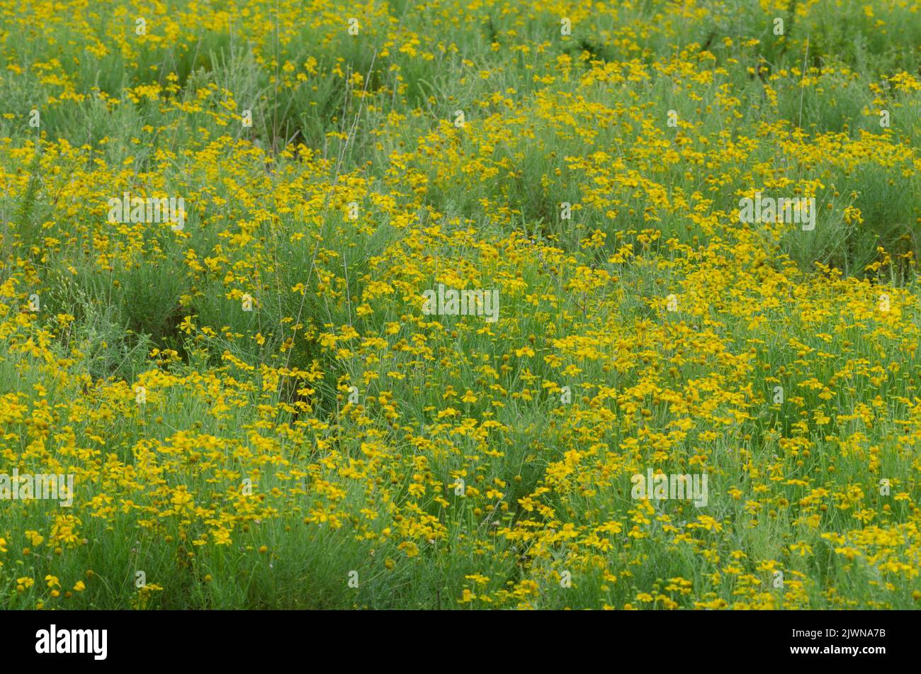 Yellow Sneezeweed, Helenium amarum Stock Photo - Alamy