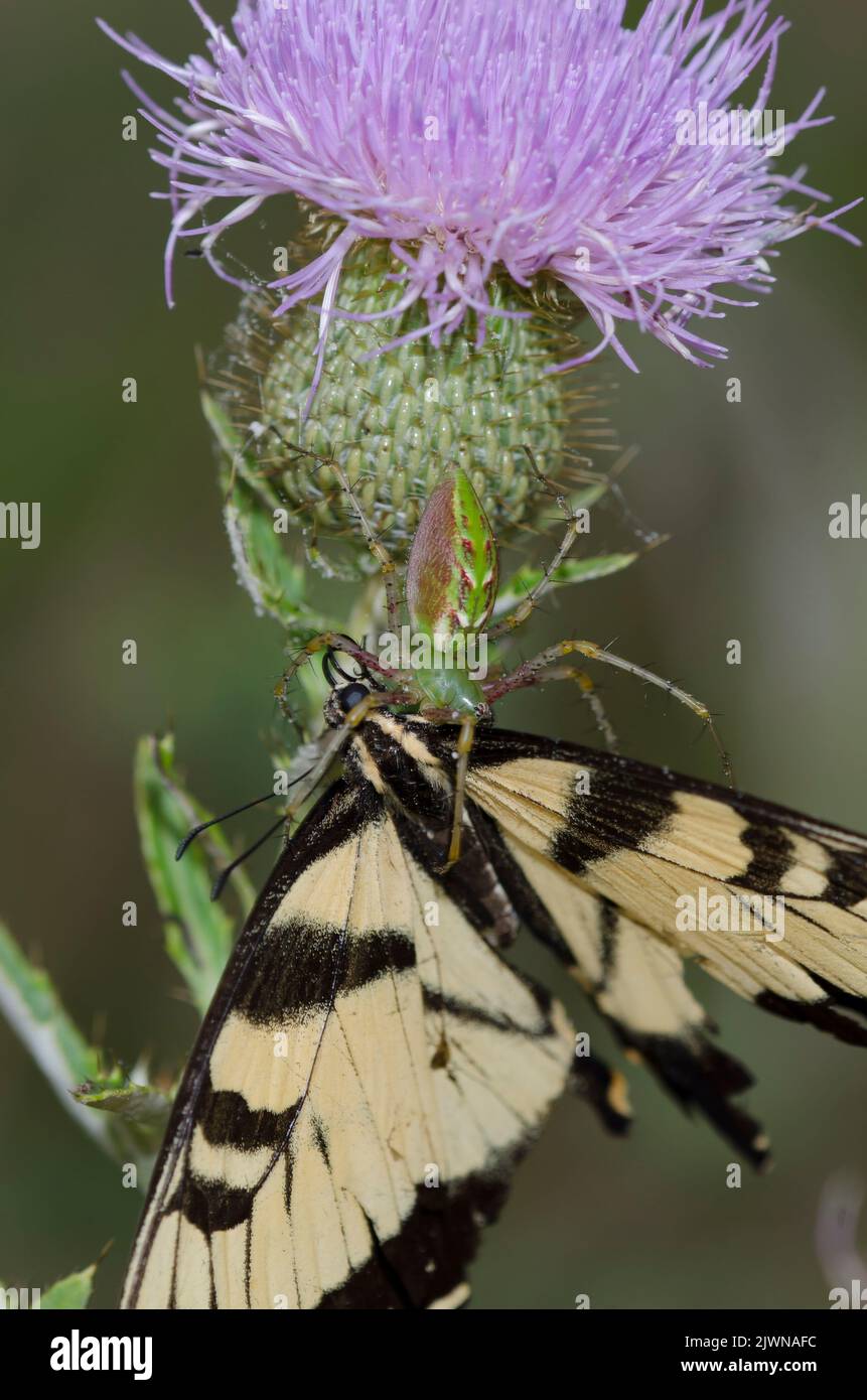 Green Lynx Spider, Peucetia viridans, feeding on captured male Eastern ...