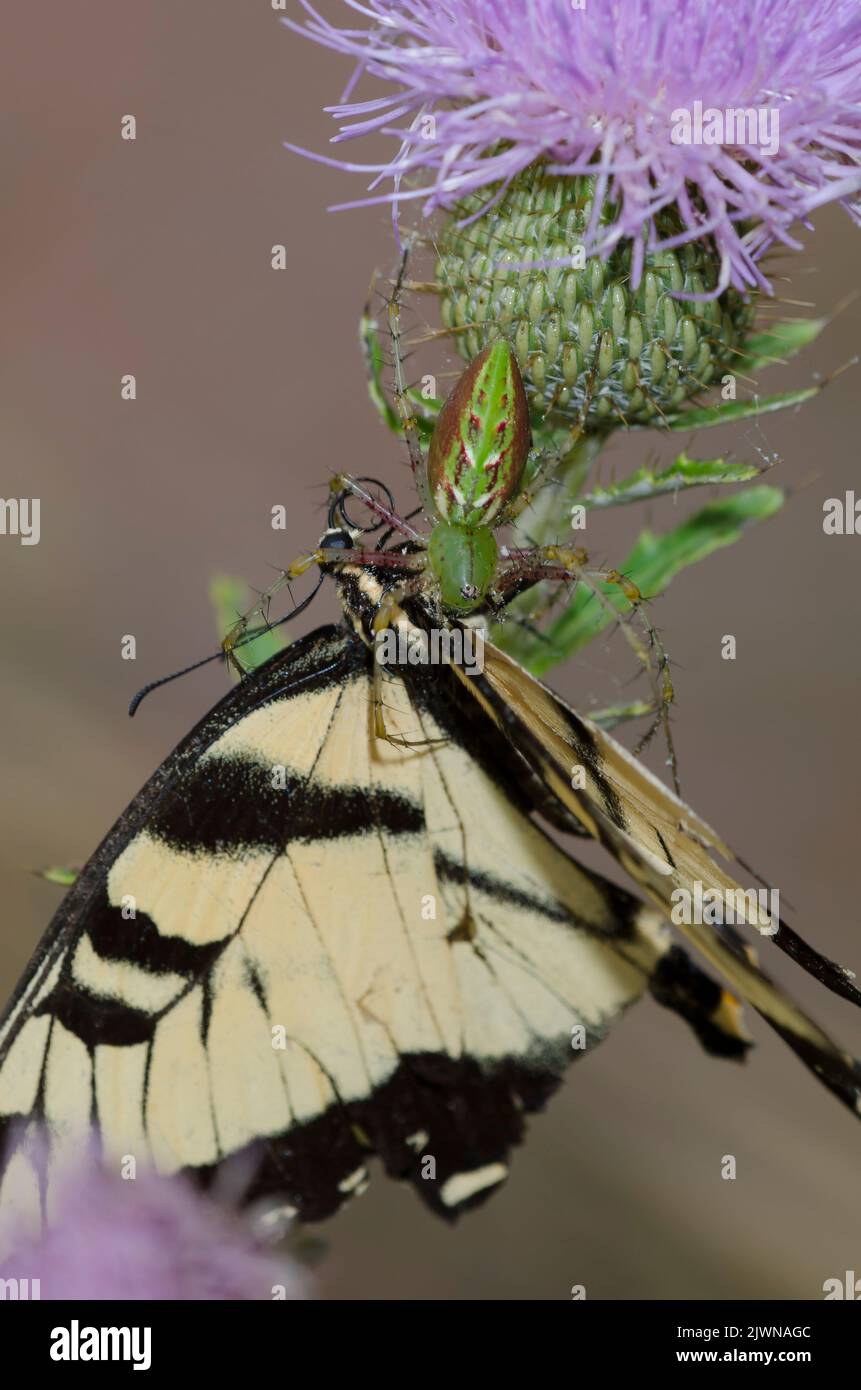 Green Lynx Spider, Peucetia viridans, feeding on captured male Eastern ...