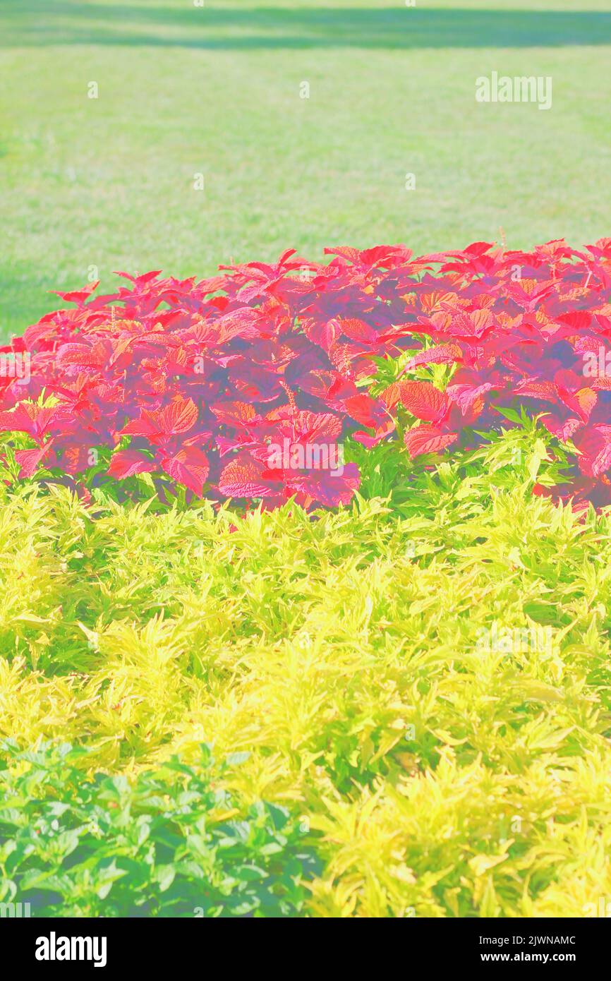 Beautiful colorful leafy plants growing in the flower meadow in a ...