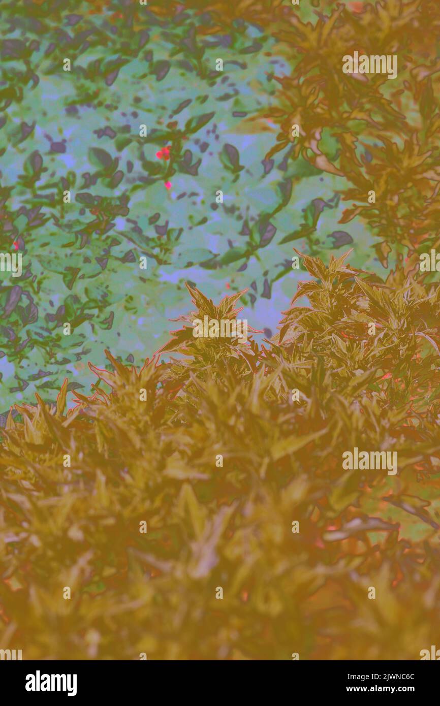 Beautiful colorful leafy plants growing in the flower meadow in a ...