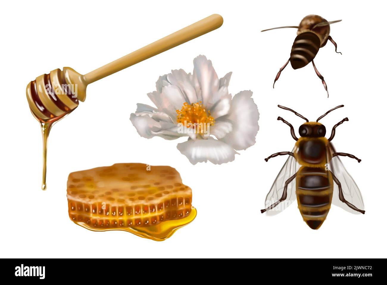 Watercolor set. Honey, bees, wild flowers, honey spoon, honey jars ...