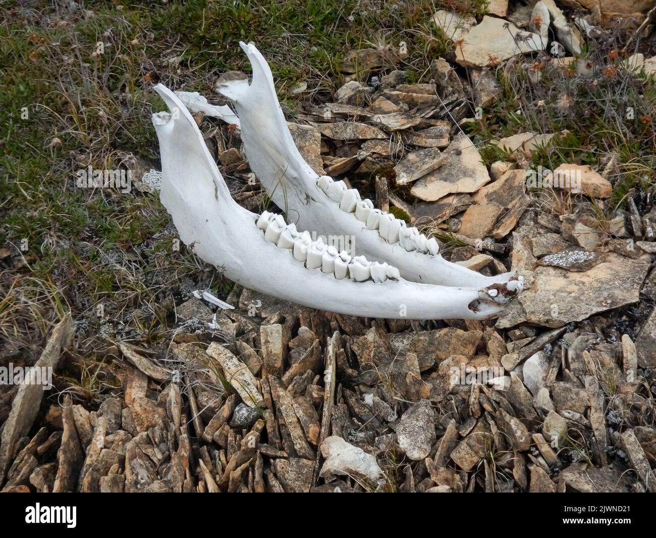 Victorian skeletal remains hi-res stock photography and images - Alamy