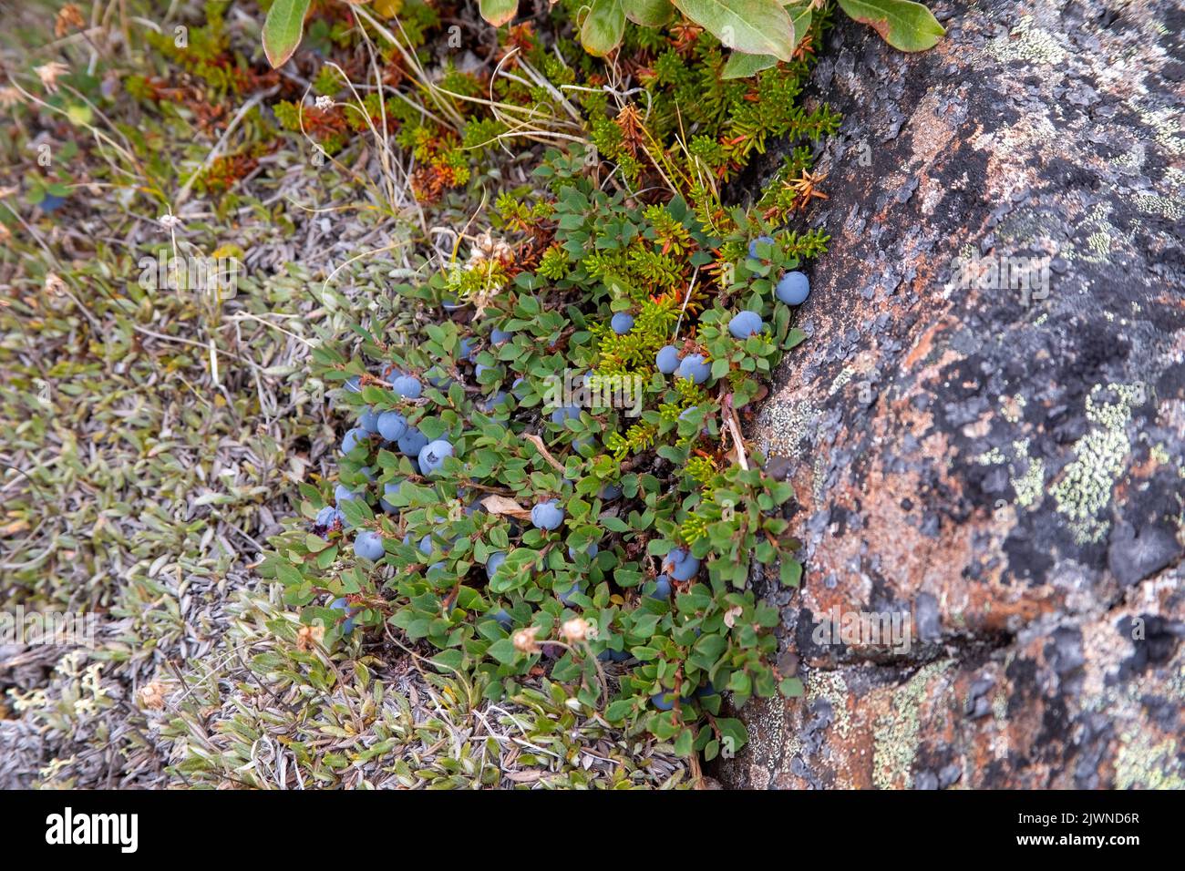 Native blueberry on arctic tundra on Edinburgh Island, Nunavut, Canada ...