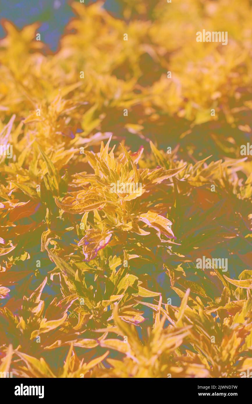 Beautiful colorful leafy plants growing in the flower meadow in a ...