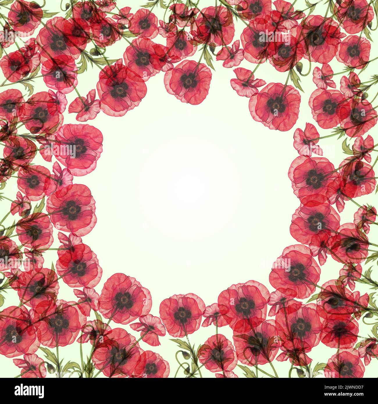 Postcard 1x1, banner framed with botanical composition of red ...