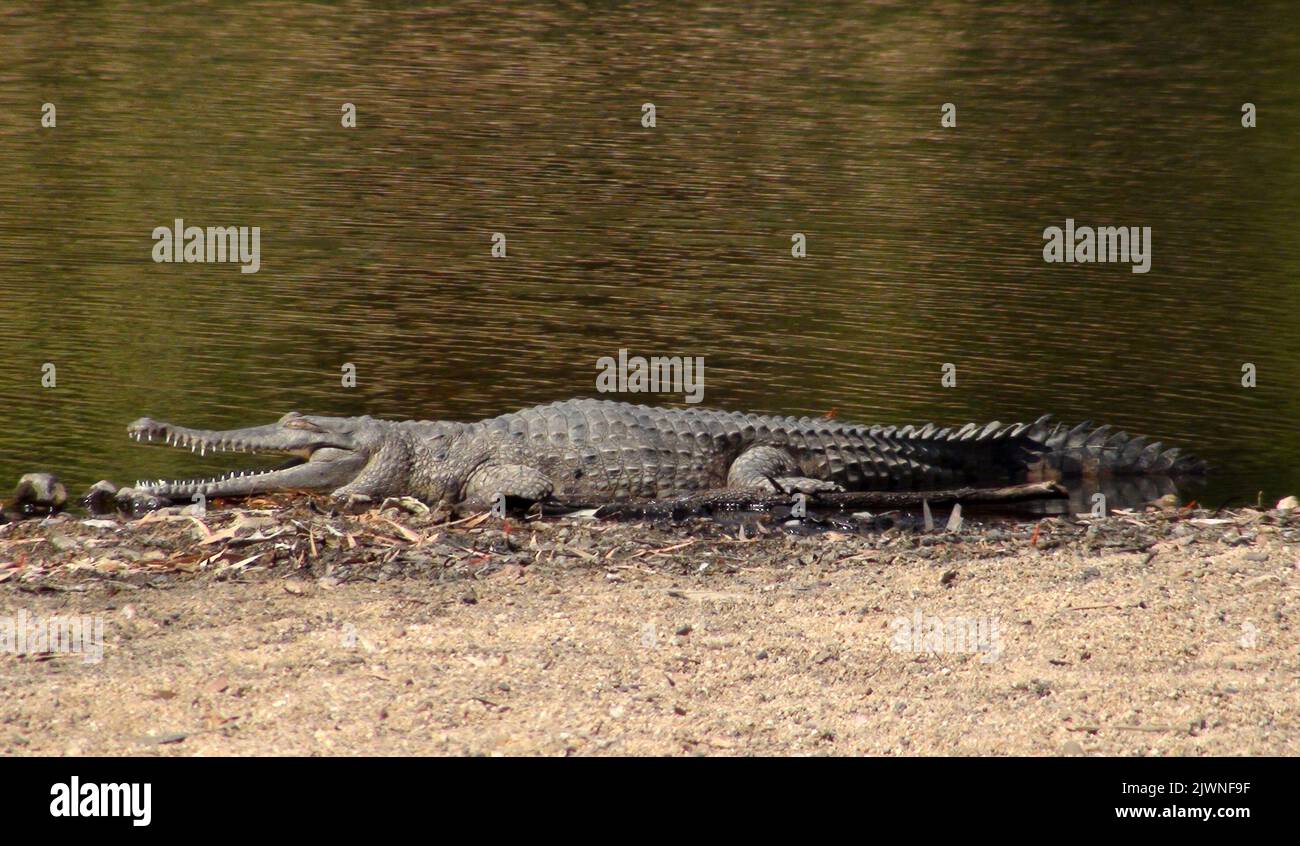 Freshwater crocodiles at Windjana Gorge, the best place in Australia to ...