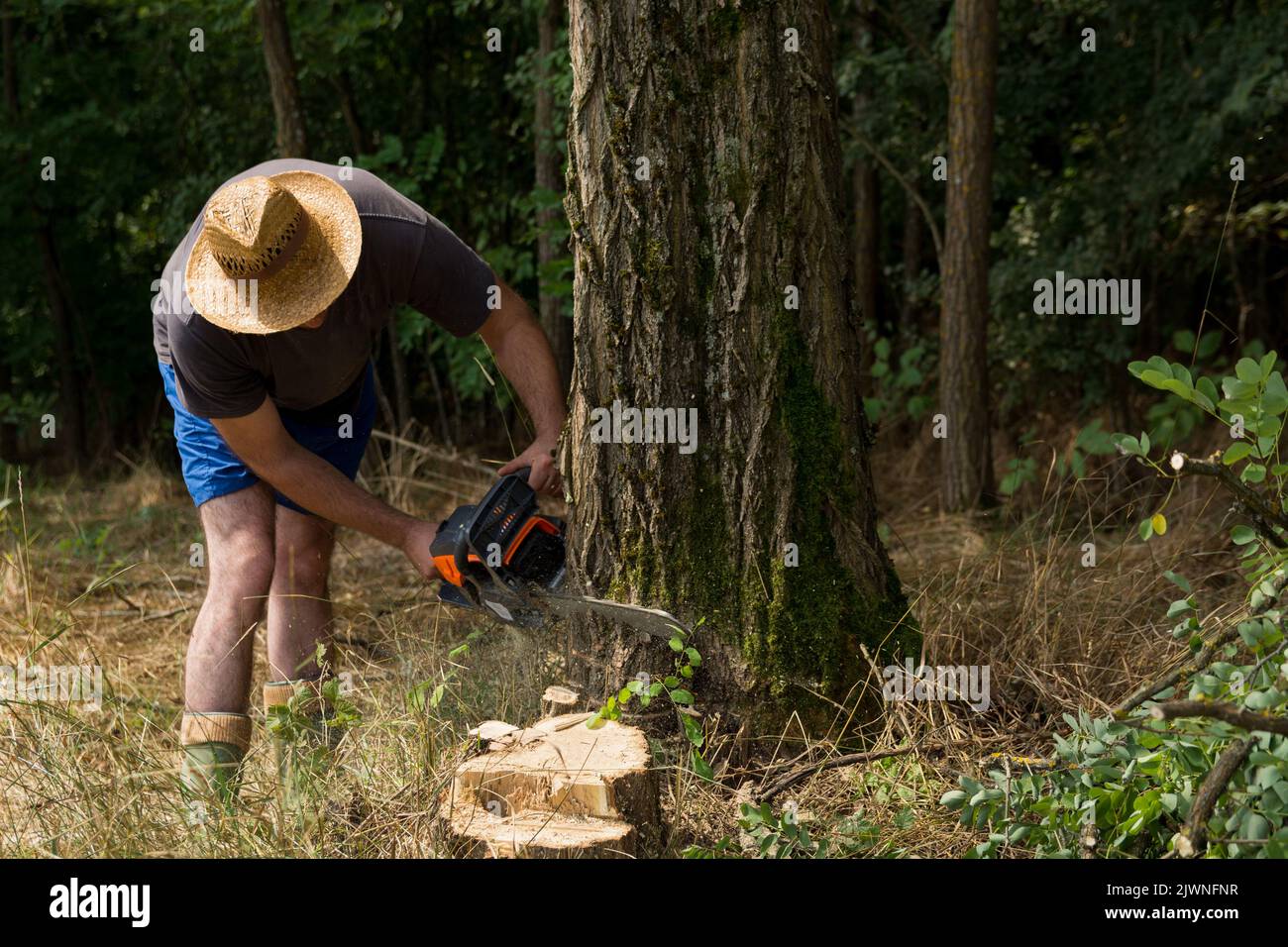 Lumberjack logger worker cutting firewood timber tree in the forest ...