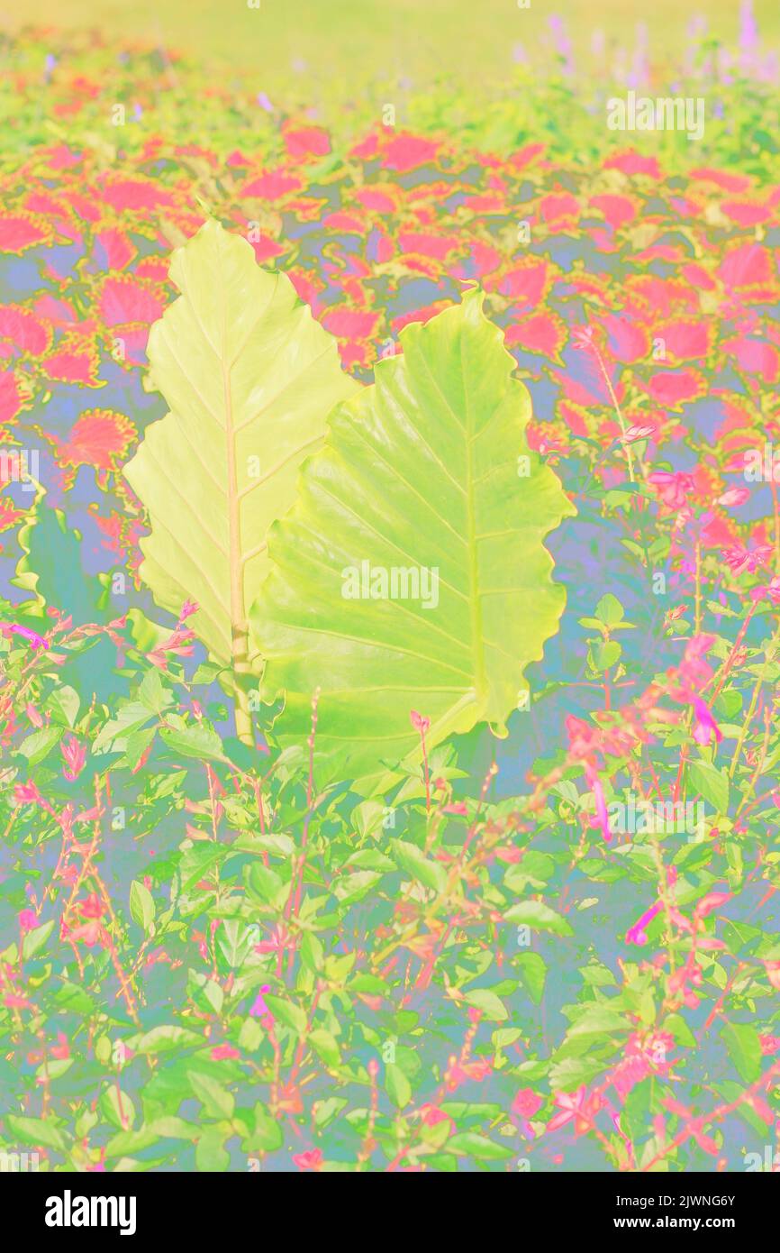 Beautiful colorful leafy plants growing in the flower meadow in a ...