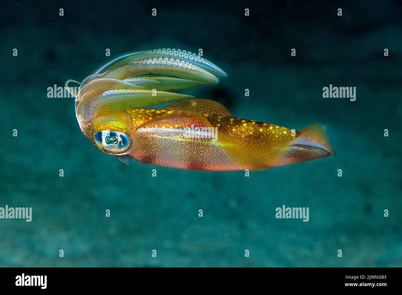 Reef squid, Sepioteuthis lessoniana, Raja Ampat Indonesia Stock Photo ...