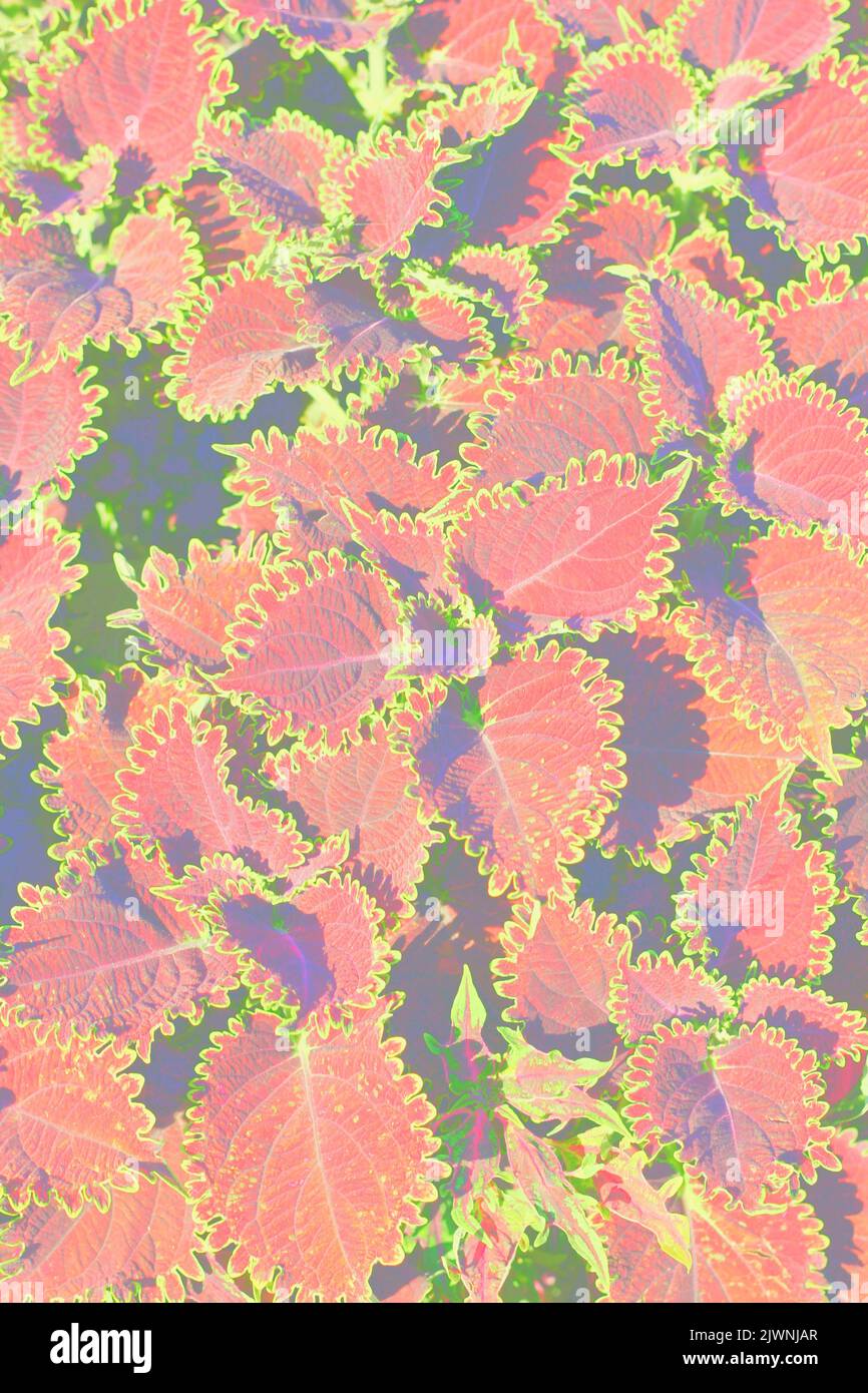 Beautiful colorful leafy plants growing in the flower meadow in a ...