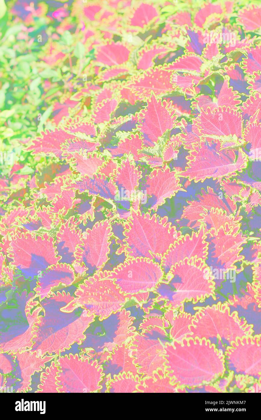 Beautiful colorful leafy plants growing in the flower meadow in a ...