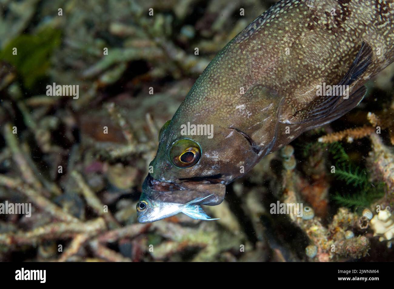 Grouper mouth hi-res stock photography and images - Alamy