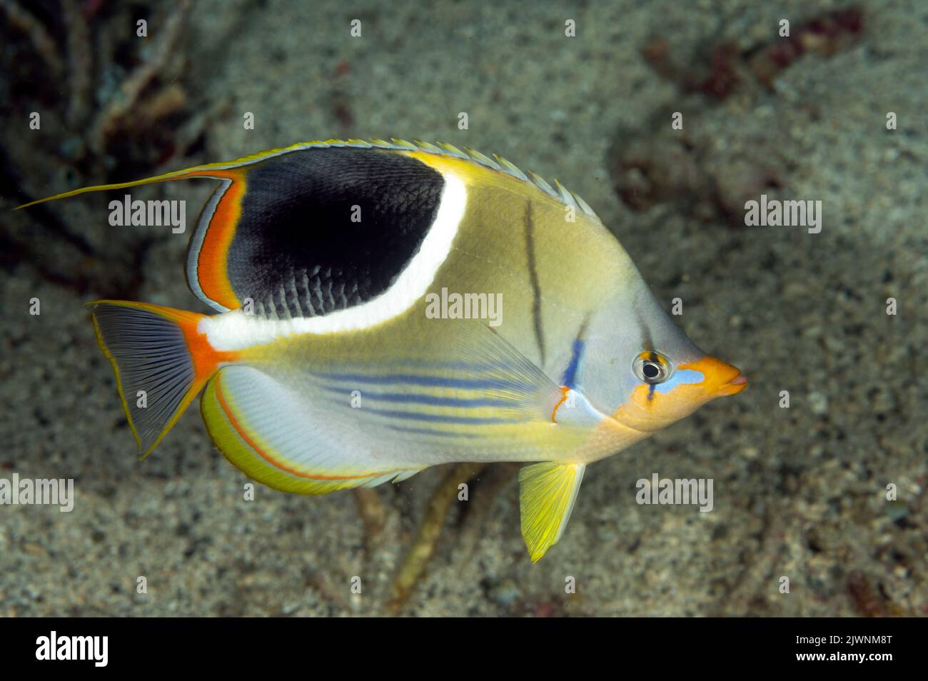 Saddled butterflyfish, Chaetodon ephippium, Raja Ampat Indonesia Stock ...