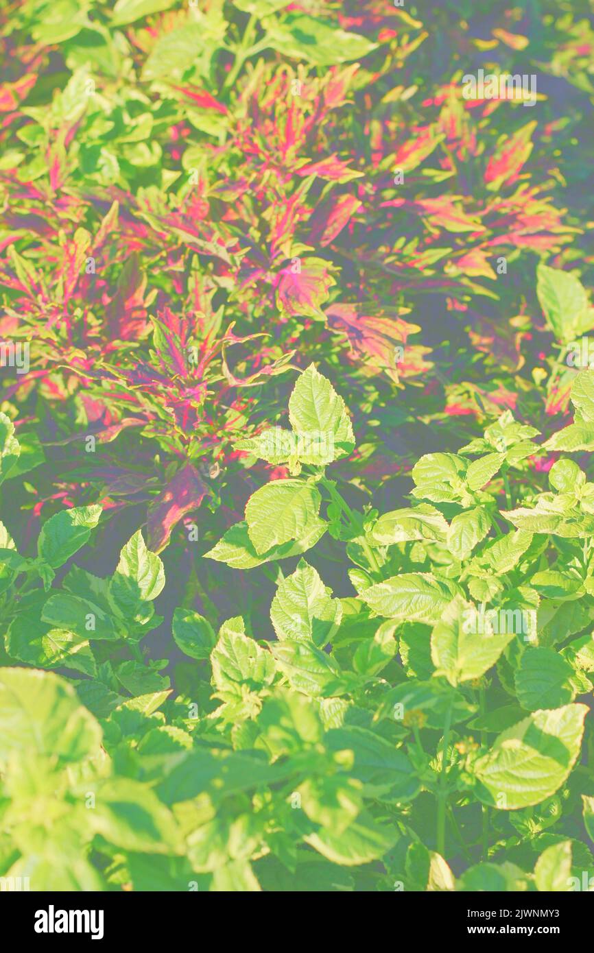 Beautiful colorful leafy plants growing in the flower meadow in a ...