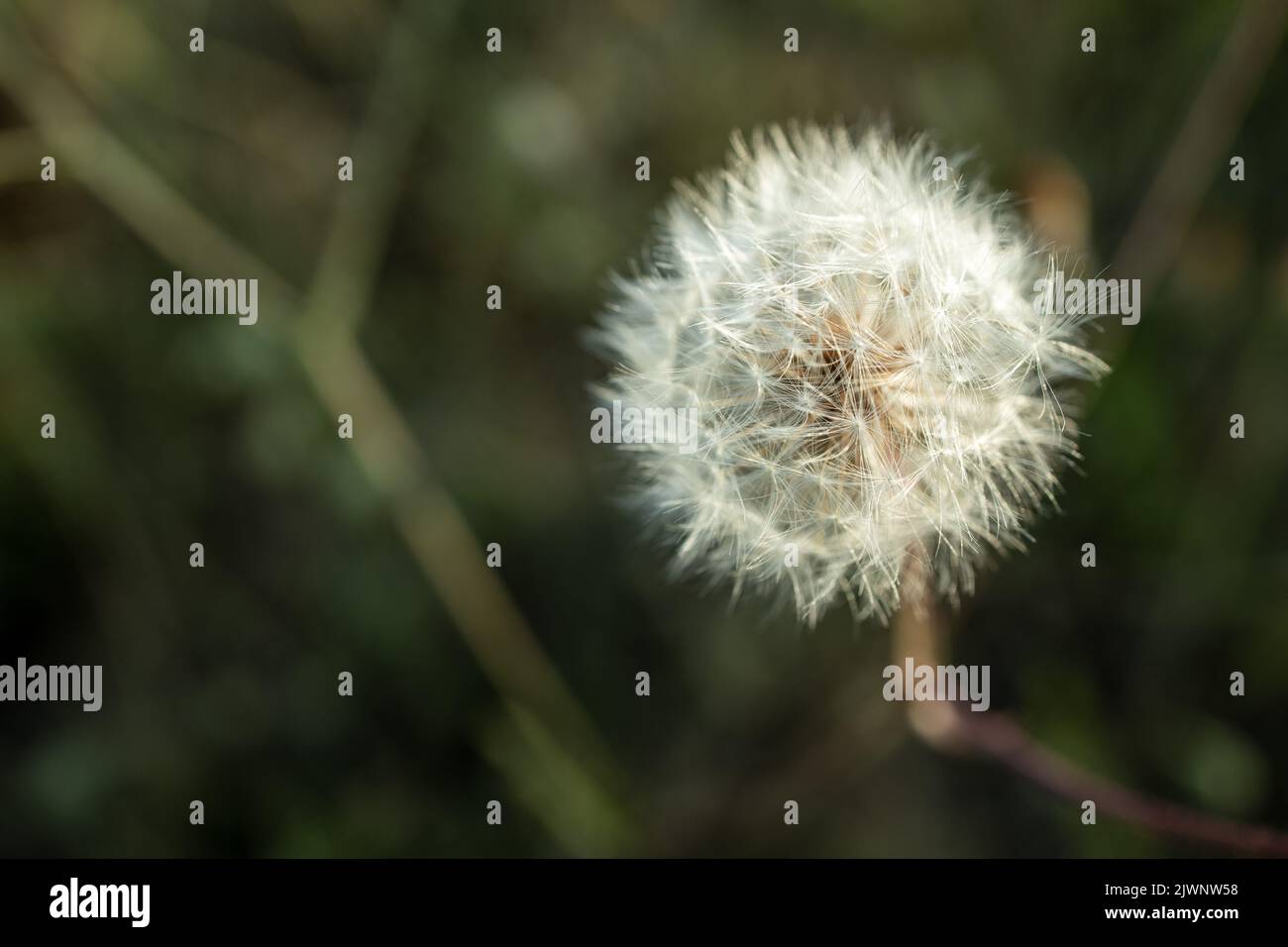a head of dandelion in the backyard of the family house Stock Photo - Alamy