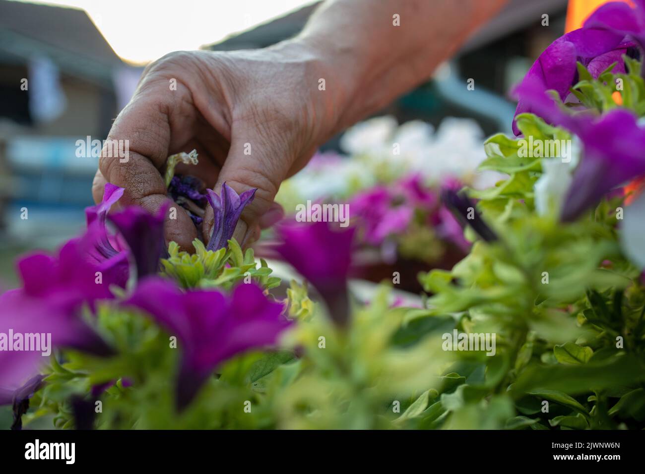 a grandmother with wrinkled and shriveled hands is picking flowers ...