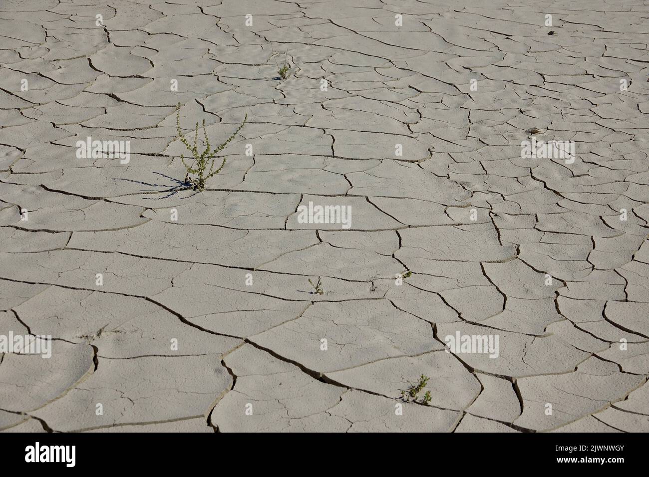 drought condition in the Mojave desert Stock Photo - Alamy