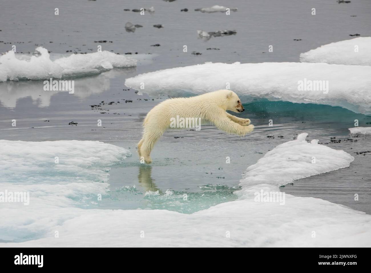Polar bear cub jumping pool on sea ice in Beaufort Sea, Nunavut, Canada ...