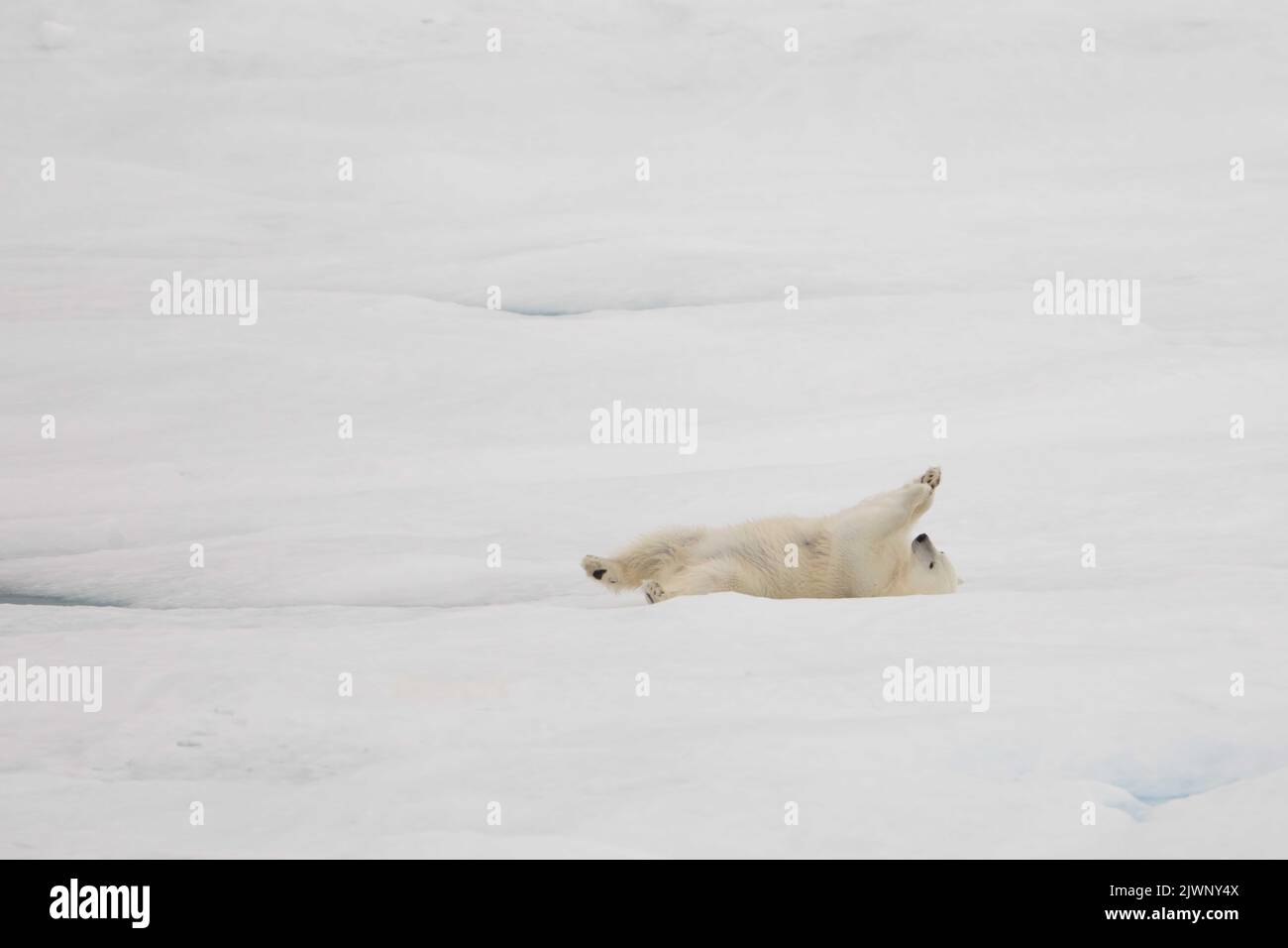 Polar bear on sea ice in Beaufort Sea, Nunavut, Canada Stock Photo - Alamy