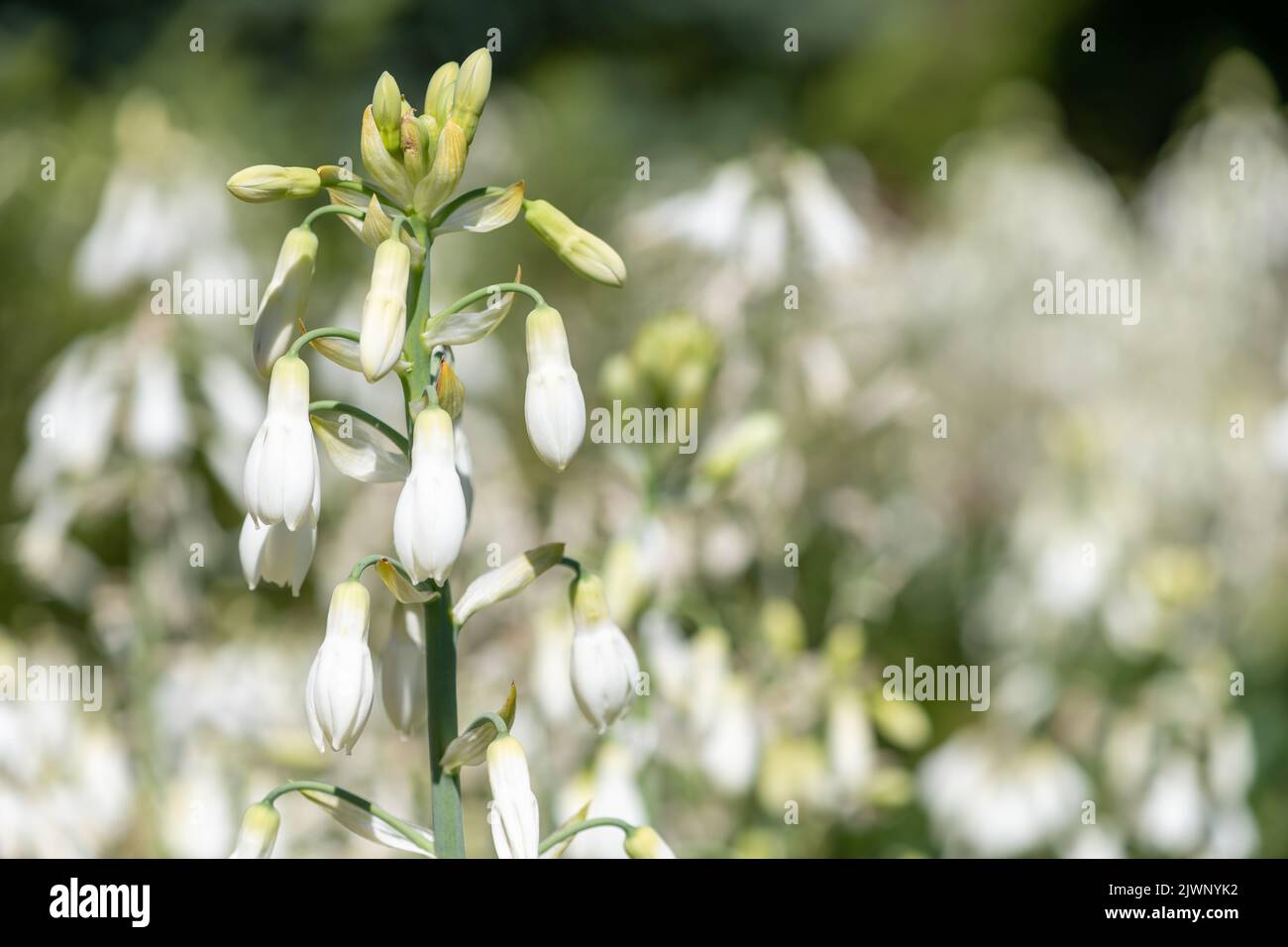 Close up of summer hyacinth (galtonia candicans) flowers in bloom Stock ...