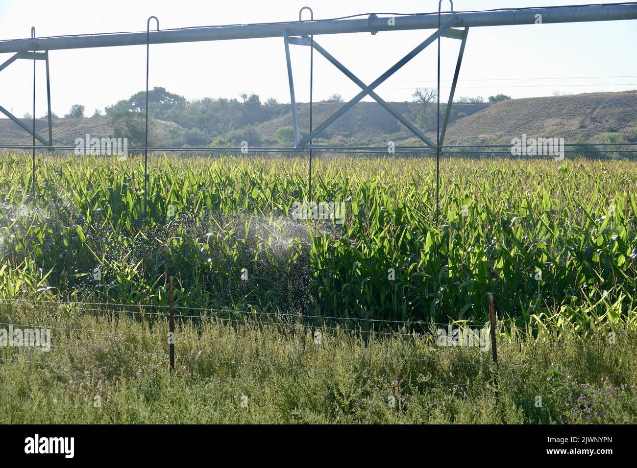 water wheel irrigating the corn field Stock Photo - Alamy